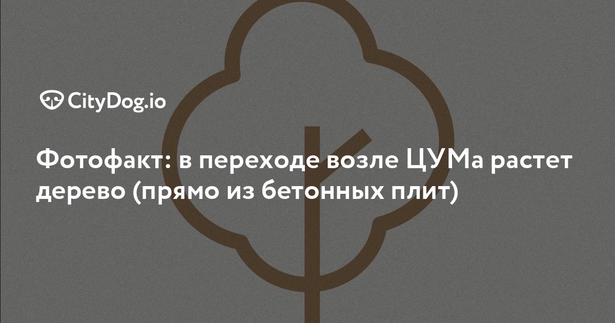Ого! Дерево выросло прямо в подземном переходе возле ЦУМа - CityDog.io
